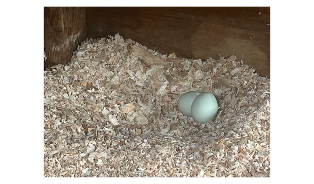 Easy Tips to Train Your Chickens to Lay in Their Nesting Boxes - Our ...